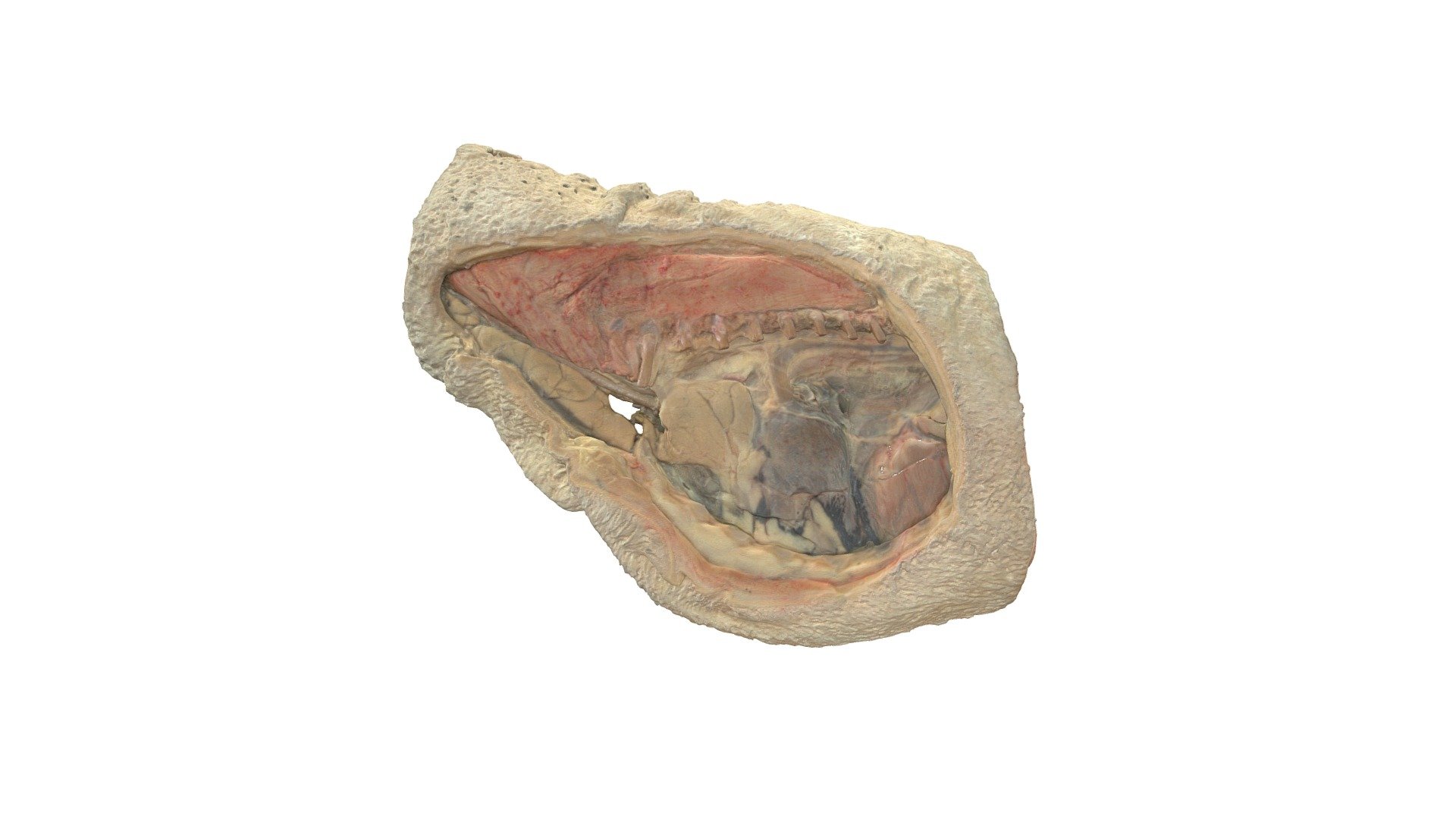 Lamb, thorax, thymus (plastinate) - 3D model by Vetanat.UZH [95b8950 ...