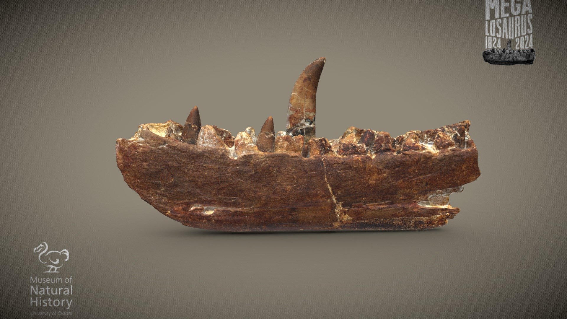 Megalosaurus dentary (OUMNH PAL-J.13505) - 3D model by Oxford ...
