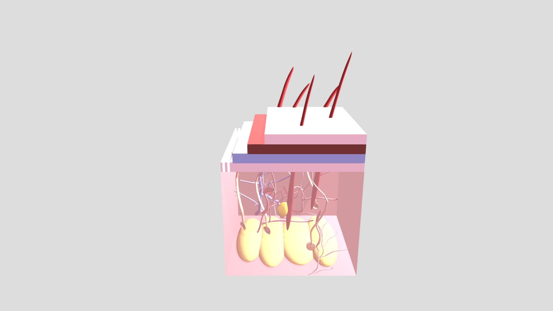 Integumentary System - Download Free 3D model by cherryfleee [95d4231 ...