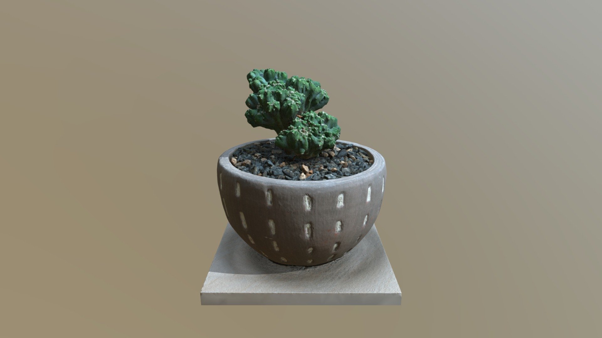 Succulent Plant - 3D model by kraigfujii [95d67ed] - Sketchfab