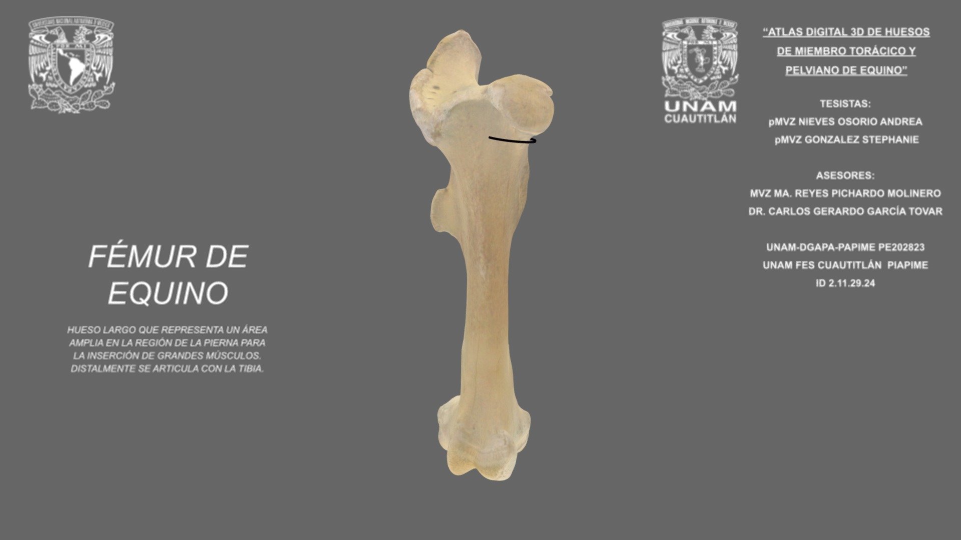 Fémur de equino - 3D model by Anatomía Veterinaria FESC-UNAM (@Anatomia ...