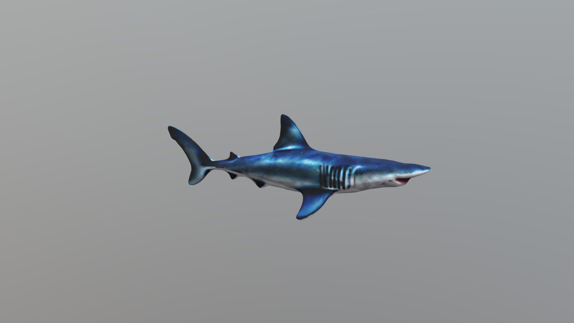 Shark - Download Free 3D model by WA7KVI [95daf43] - Sketchfab