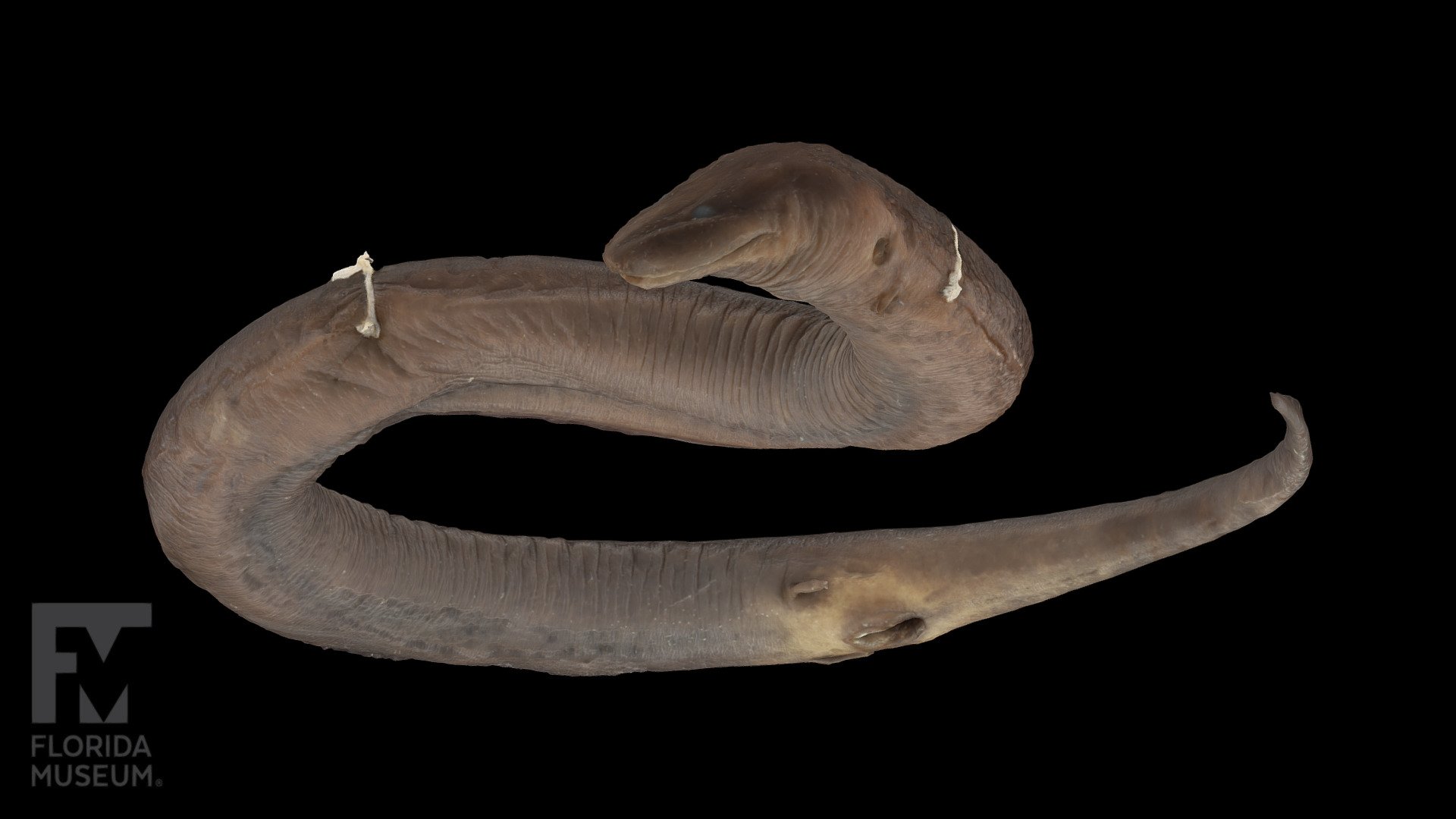Two-Toed Amphiuma, Amphiumidae - 3D model by FloridaMuseum [95e31f7 ...