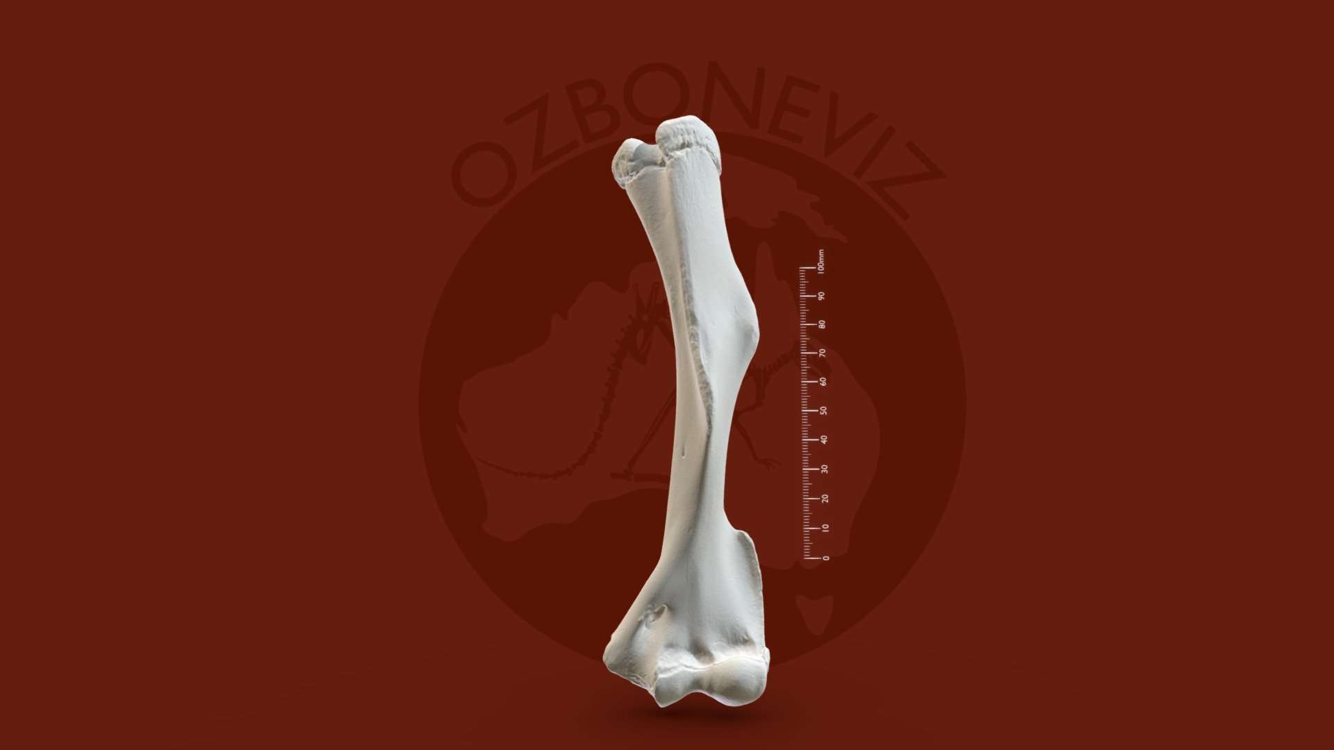 Eastern grey kangaroo humerus - 3D model by Ozboneviz [95f45ac] - Sketchfab