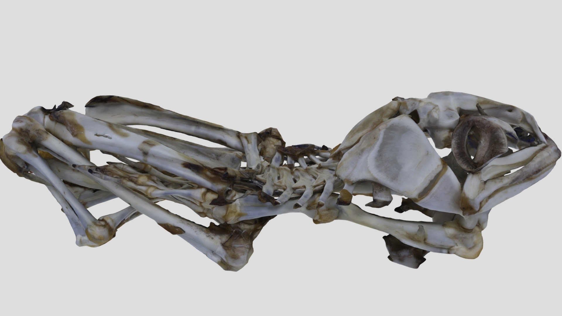UWYMV:Herp:692, Rana catesbeiana, Skeleton - Download Free 3D model by ...