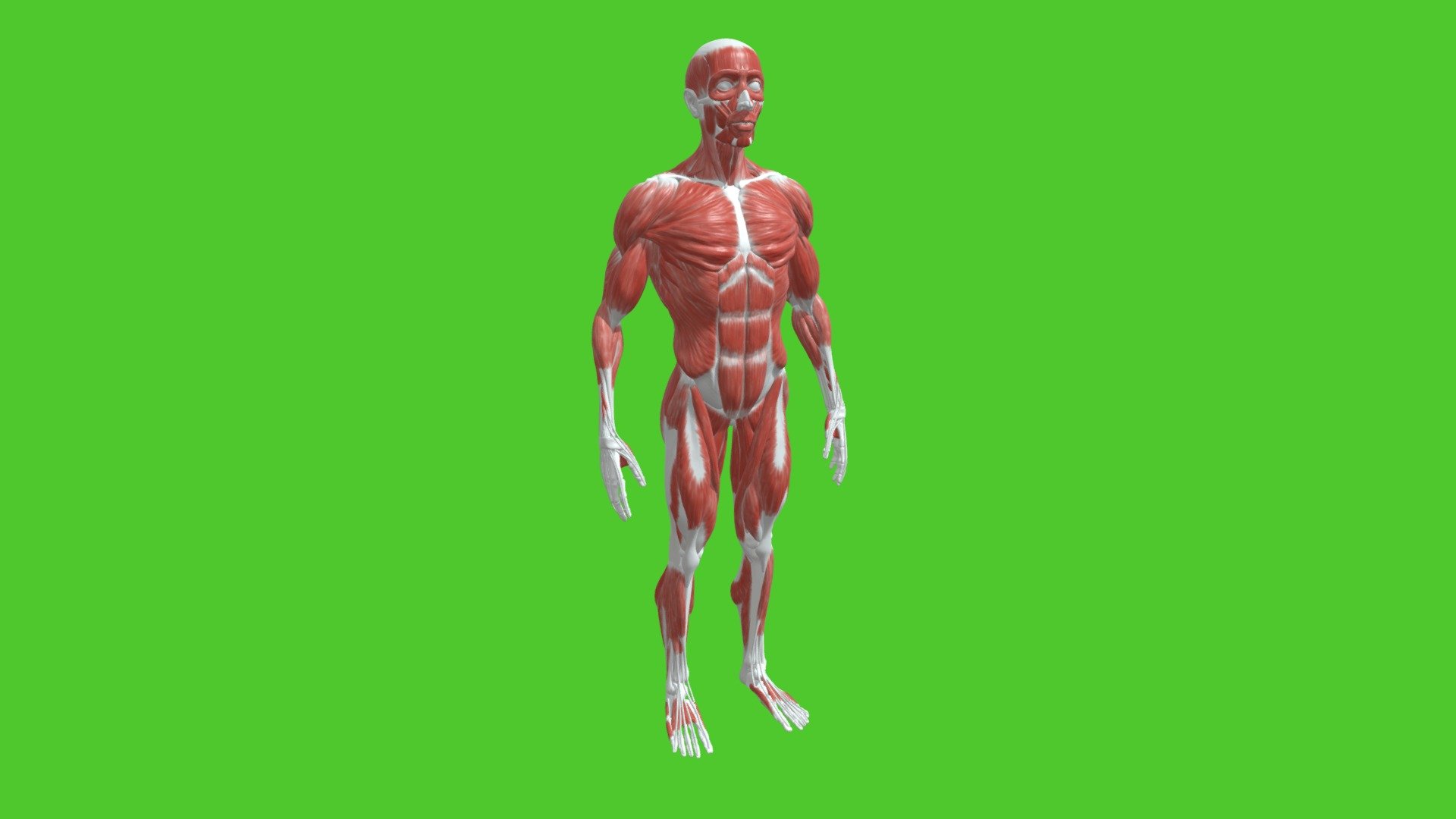 male_full_body_ecorche - Download Free 3D model by ap-school [95f6015 ...