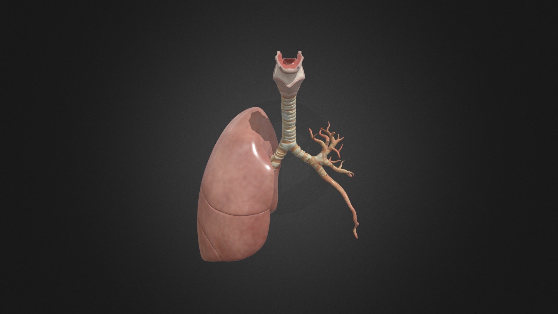 Pulmón derecho - 3D model by morfofuncion_udp [95f6f73] - Sketchfab