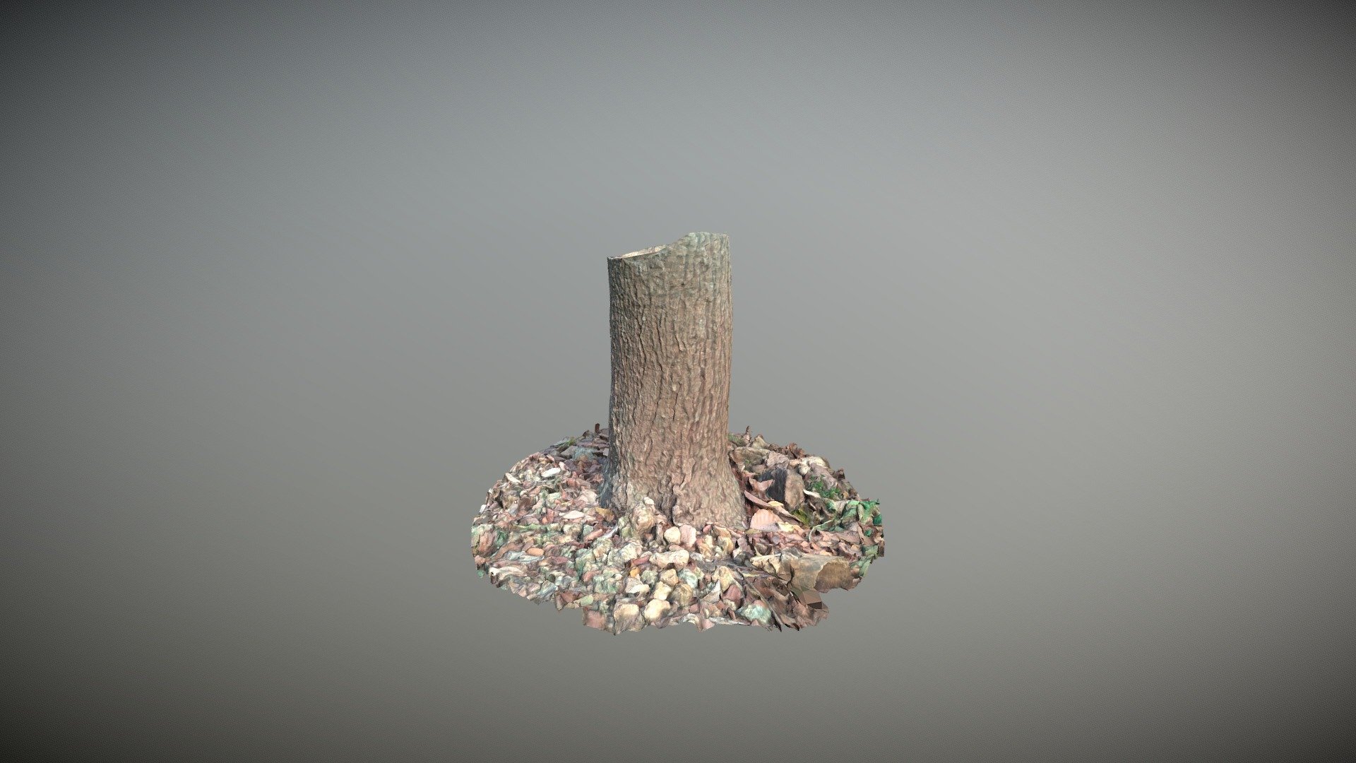 Tree Photogrammetry - Download Free 3D model by bug7 [9607208] - Sketchfab