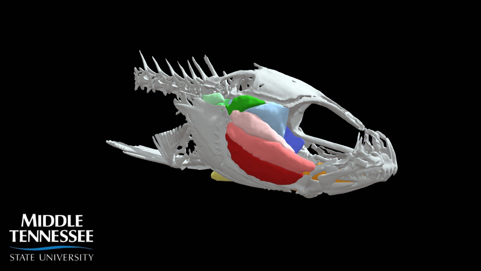 Etheostoma derivativum - cranial muscles - Download Free 3D model by ...