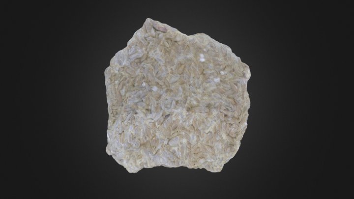 Protista 3D models - Sketchfab