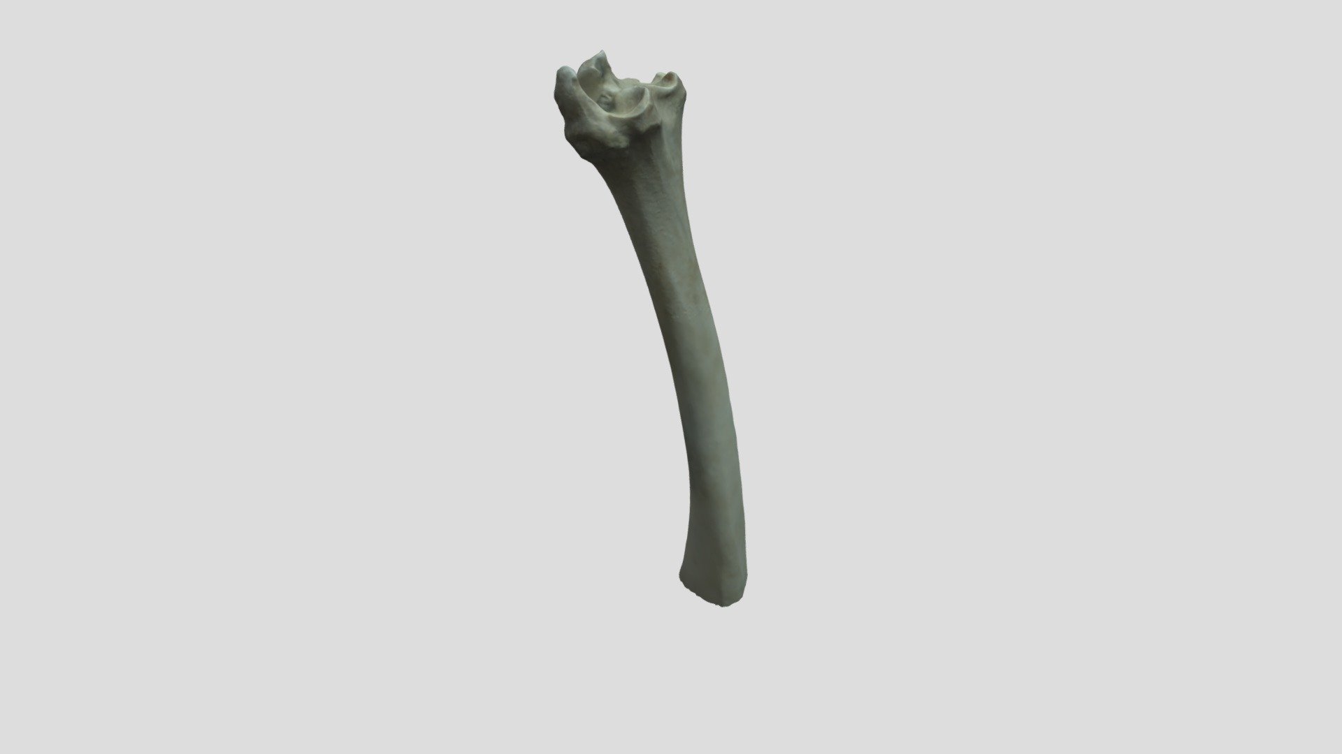 Sheep Tibia (vertical) - Side 2 - 3D model by JeromeDouglas [960e452 ...