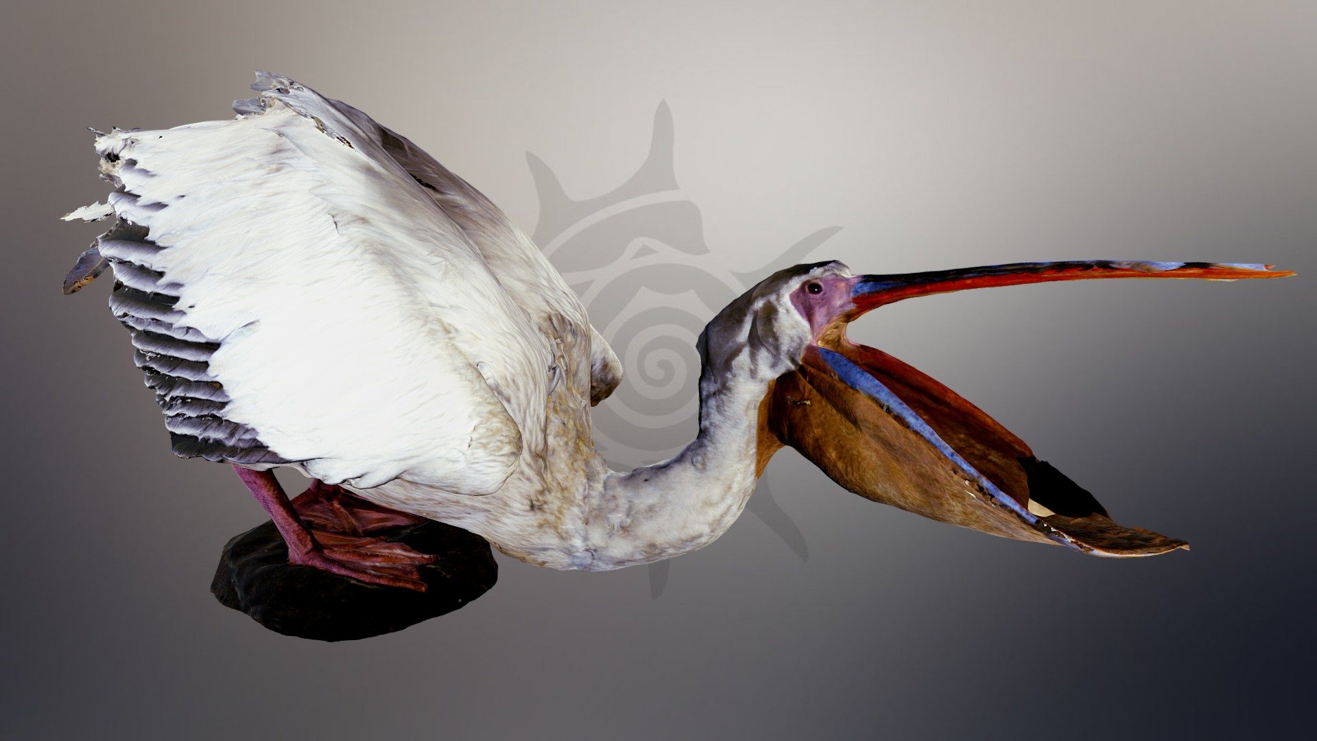 Пеликан | Pelican - 3D model by darwinmuseum.ru [9610946] - Sketchfab
