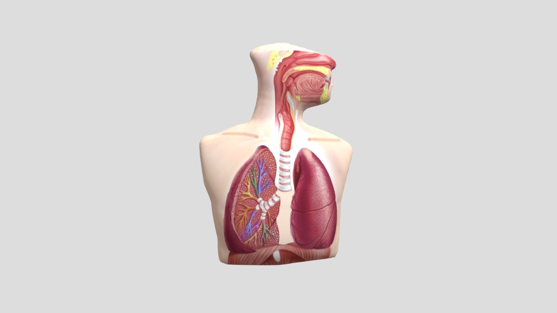 Sistem Pernapasan Manusia - 3D model by tasya.id (@tasyantik482 ...