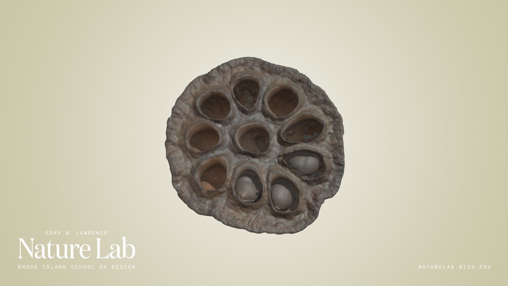 Seed Pod - Download Free 3D model by RISD Nature Lab (@RISDNaturelab ...