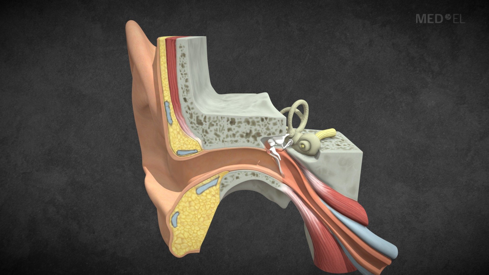 The Hearing Process - 3D model by **m3del-USA** (@m3del) [961ac02 ...