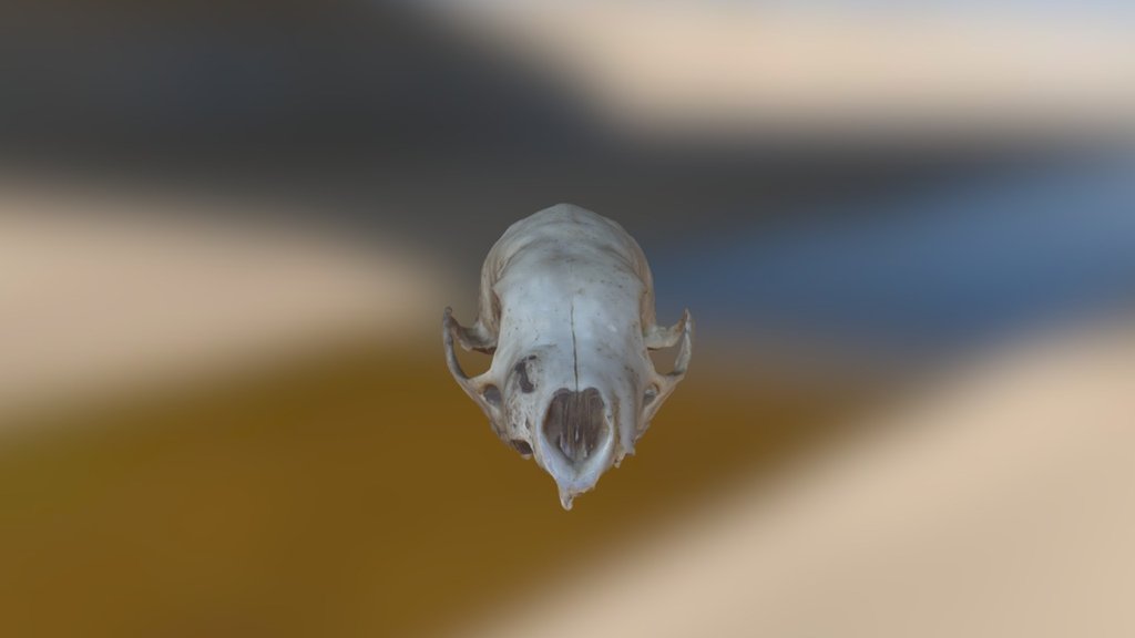 Pine Marten (Martes martes) Skull - 3D model by auroradesigns [961bfdb ...