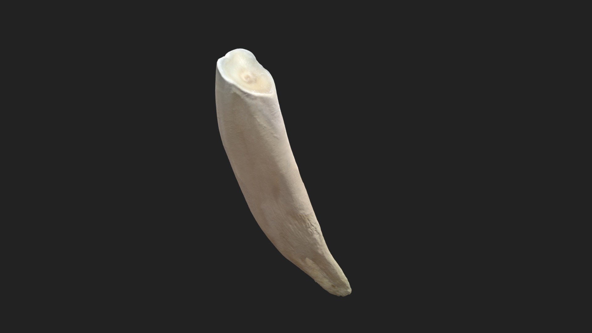 2nd incisor (incisivus, I2) horse (lower jaw) - Download Free 3D model ...