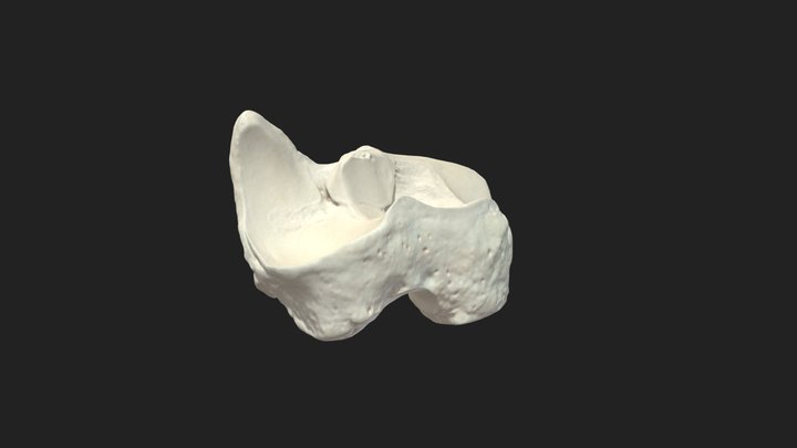 Tarsus 3D models - Sketchfab