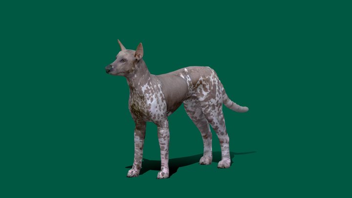 Xolo 3D models - Sketchfab