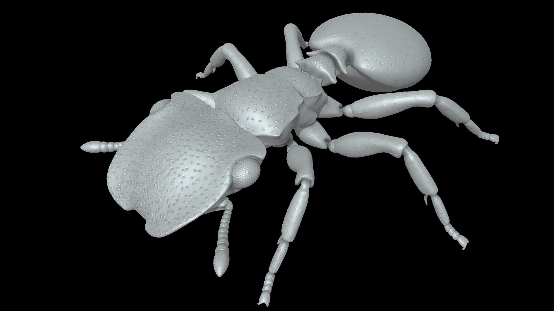 Cephalotes varians - Download Free 3D model by tunosemi [9629321 ...