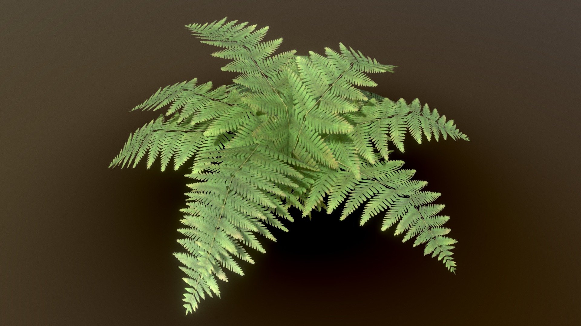 Wild fern - Buy Royalty Free 3D model by automeduse [9630d37 ...