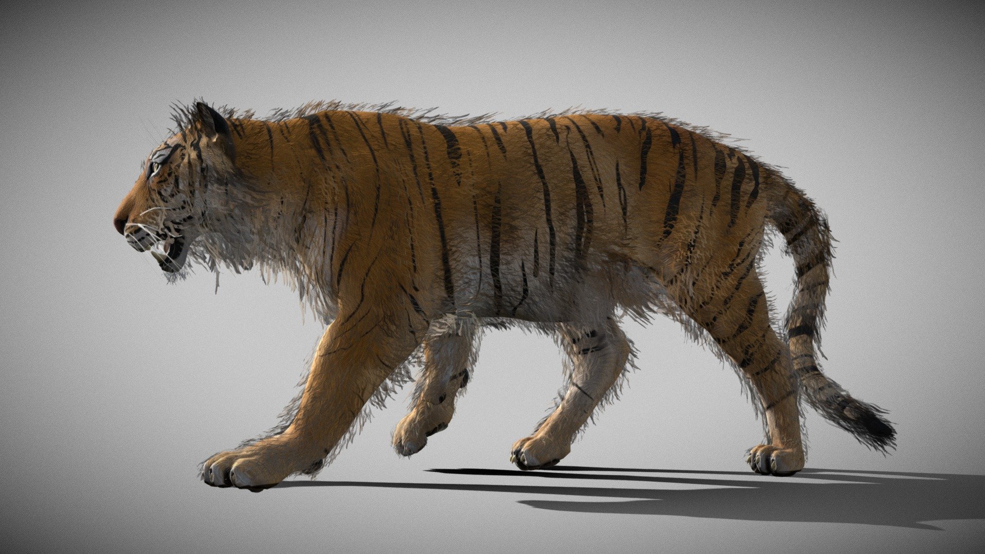 Tiger 1.1 - Buy Royalty Free 3D model by 3dartstevenz [9631269 ...