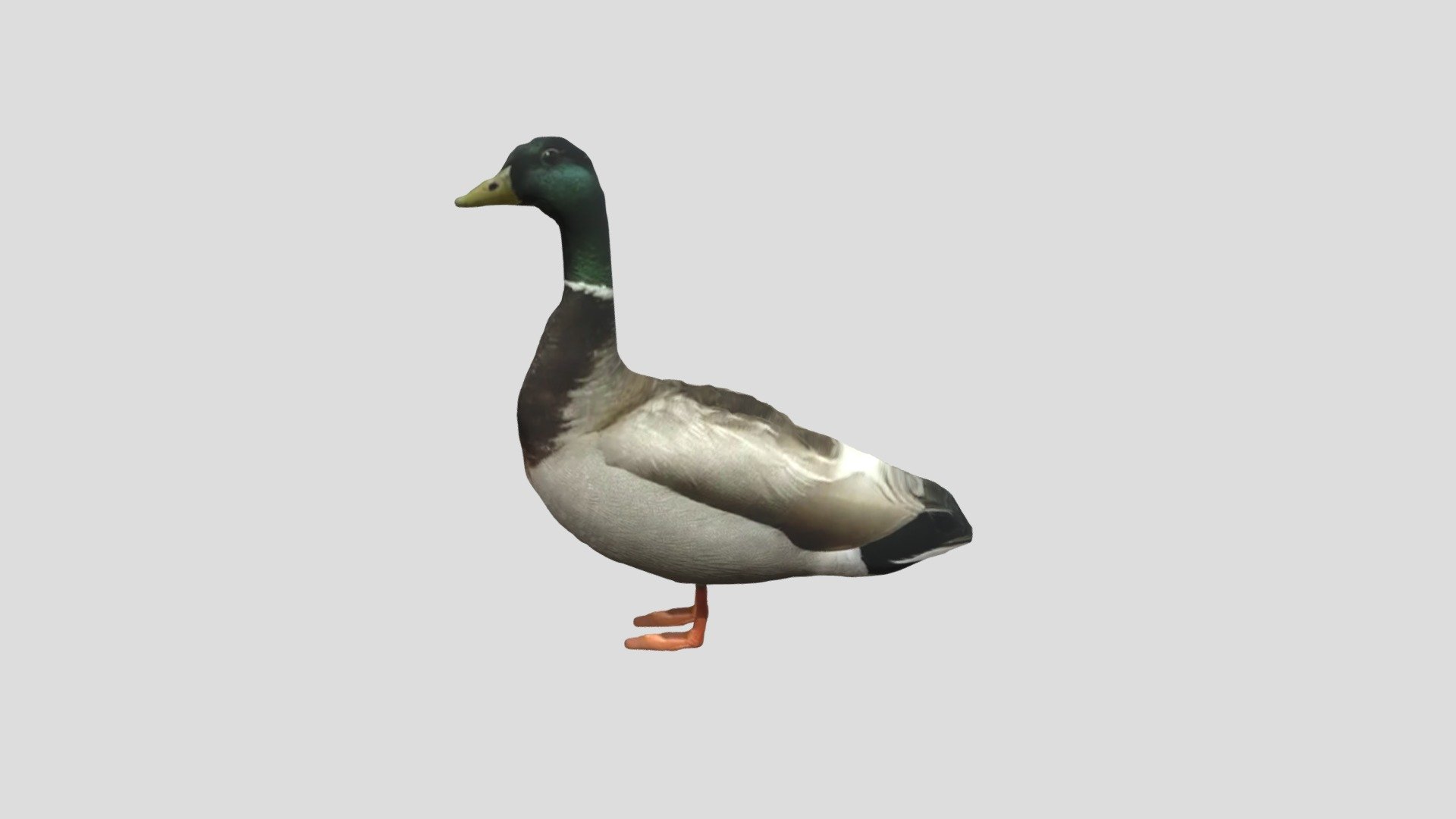 Duck - Download Free 3D model by rosser12345678910 [9631309] - Sketchfab