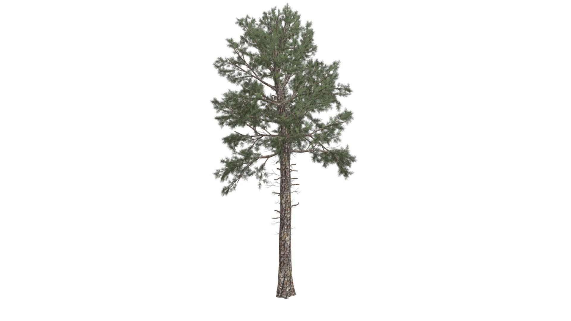 Loblolly Pine Tree #07 - Buy Royalty Free 3D model by meshshape [9633524] - Sketchfab Store
