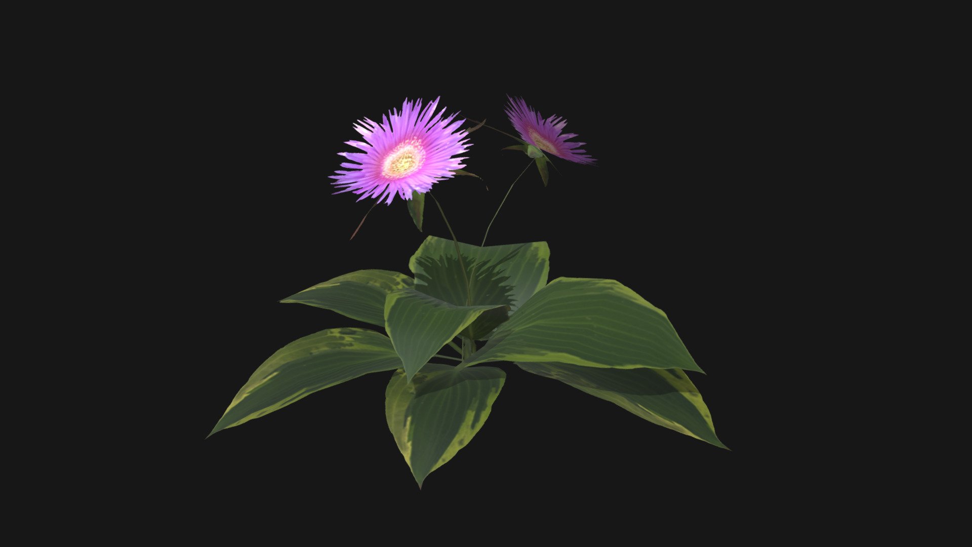 Pink Flower - 3D model by Robin St (@robinst) [9634df8] - Sketchfab