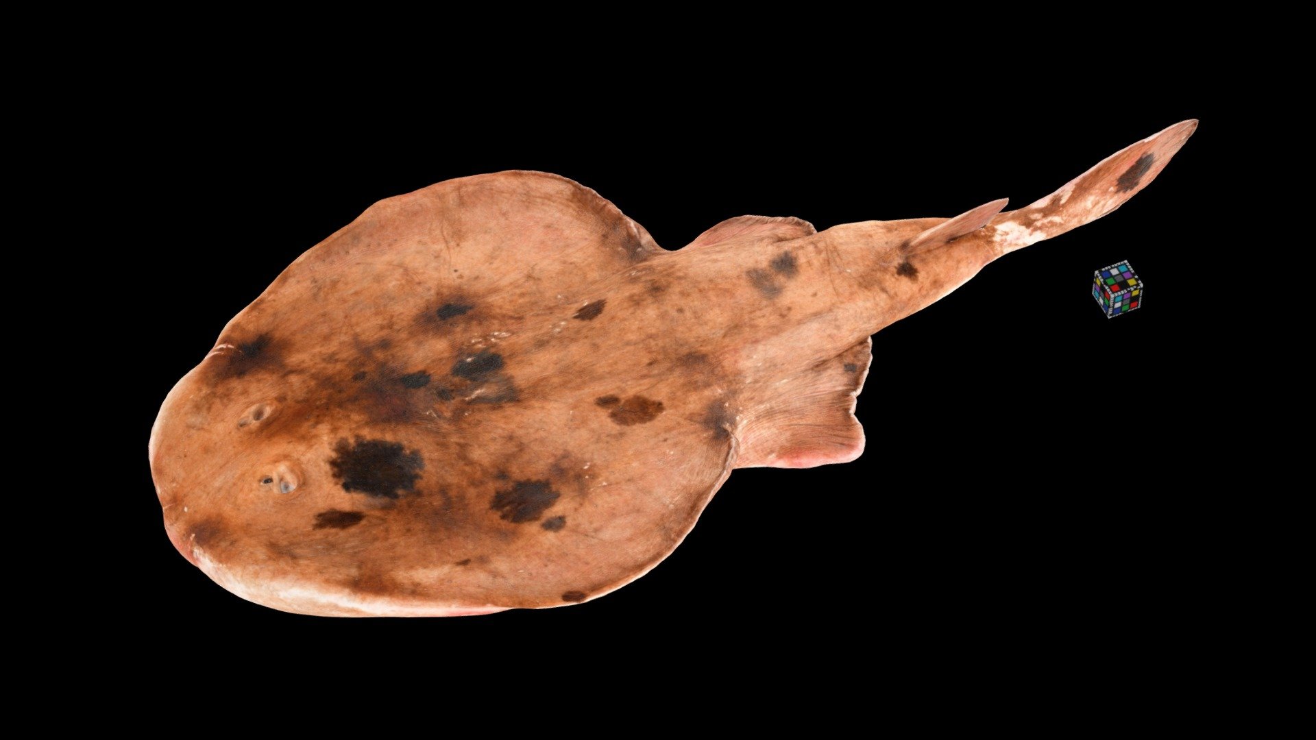 シビレエイ ♀ Japanese Sleeper Ray, Narke japonica - Download Free 3D model ...