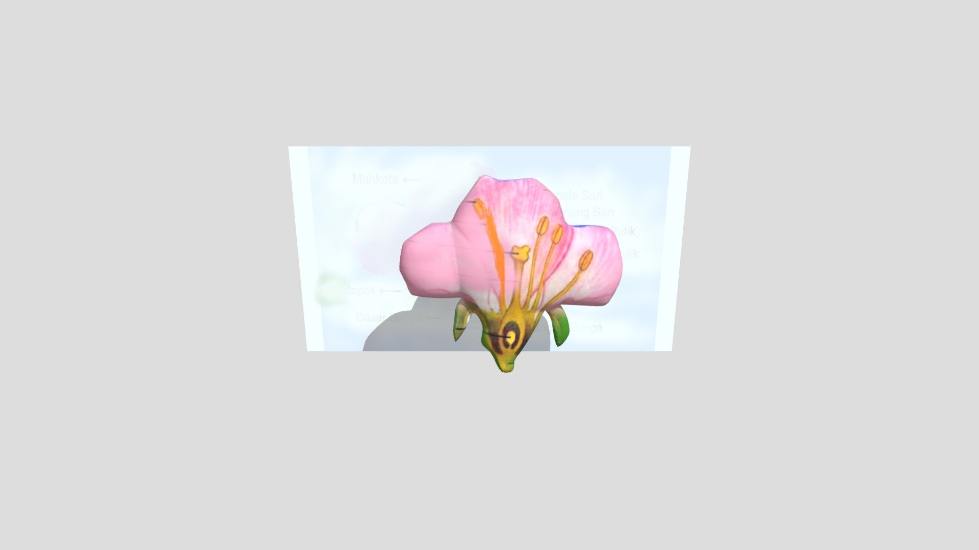 Bagian Bagian Bunga - 3D model by dani s martono (@danisuprapti75 ...