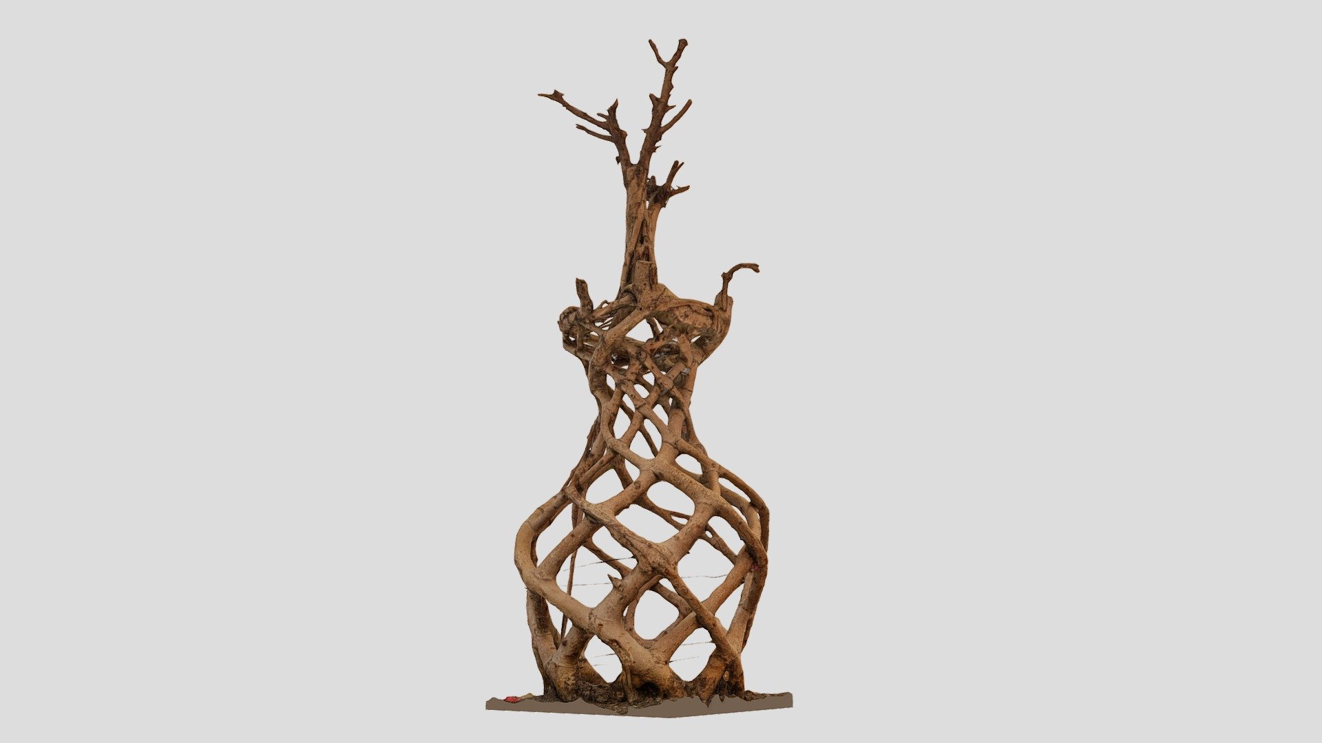 Real Twisted Tree. - Buy Royalty Free 3D model by ScanLife [963c60e ...