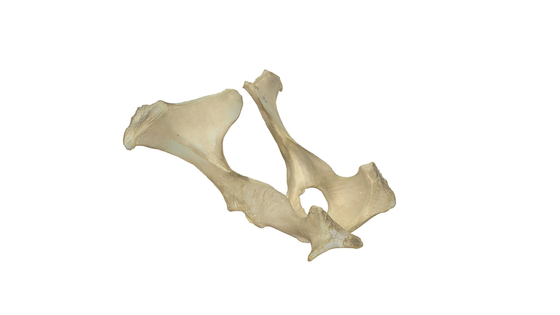 Ossa coxae, cow - 3D model by Vetanat.UZH [963cfa8] - Sketchfab