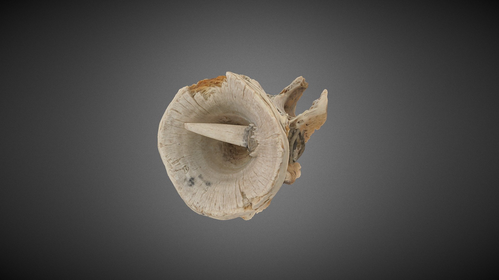 Iluga Túmulos. Vértebra C.gilberti con arpón - 3D model by Pablo Gomez ...
