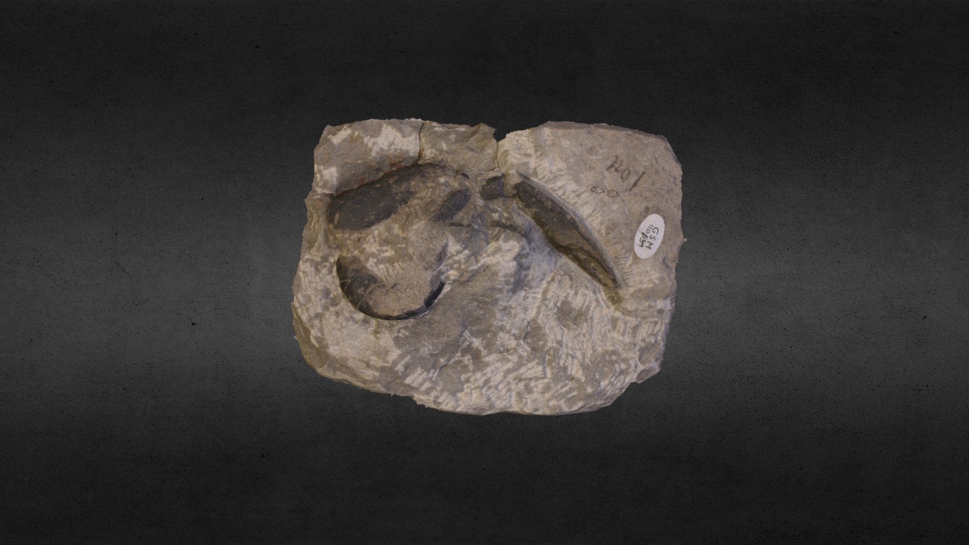 GSM 110159 Hoploparia lobster - 3D model by 3d Fossils GB (@3dFossils ...