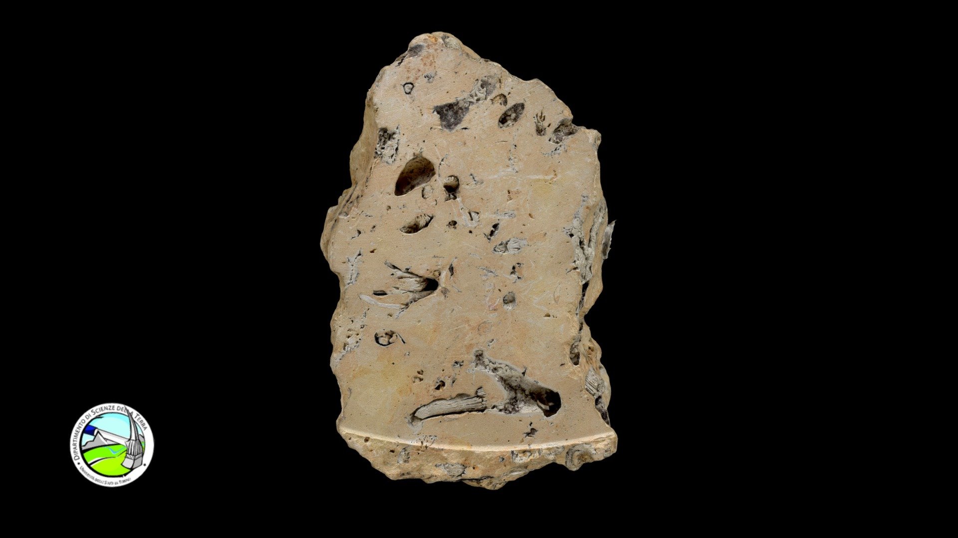 Floatstone a bioclasti - 3D model by Dipartimento di Scienze della ...