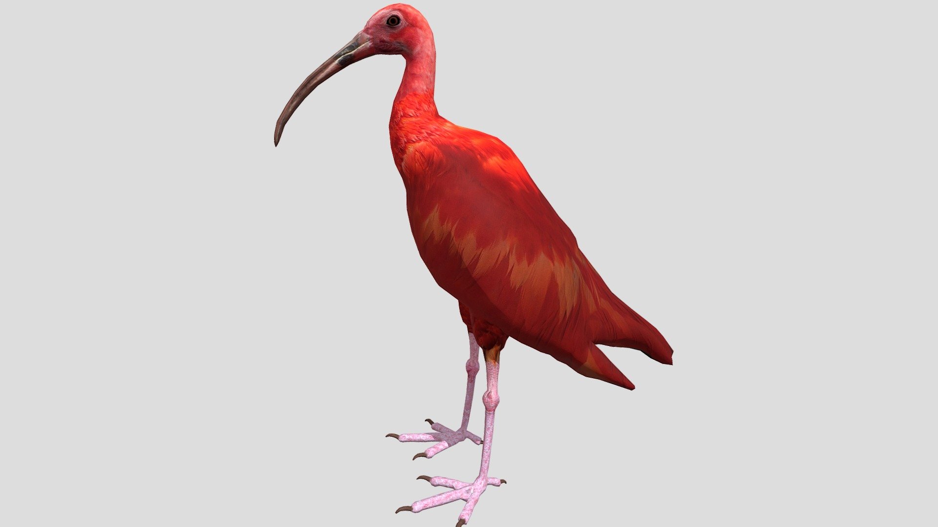 Red Ibis - Buy Royalty Free 3D model by rmilushev [964bf7f] - Sketchfab ...