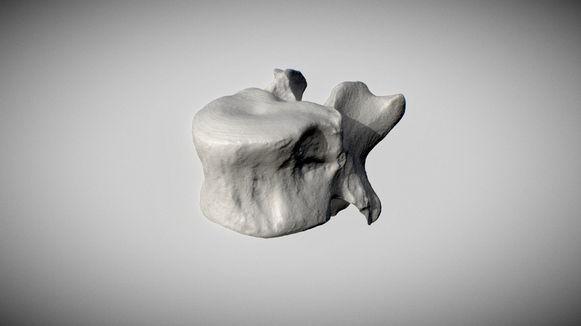 print_bone_2 - 3D model by paultp0702 [9652b11] - Sketchfab