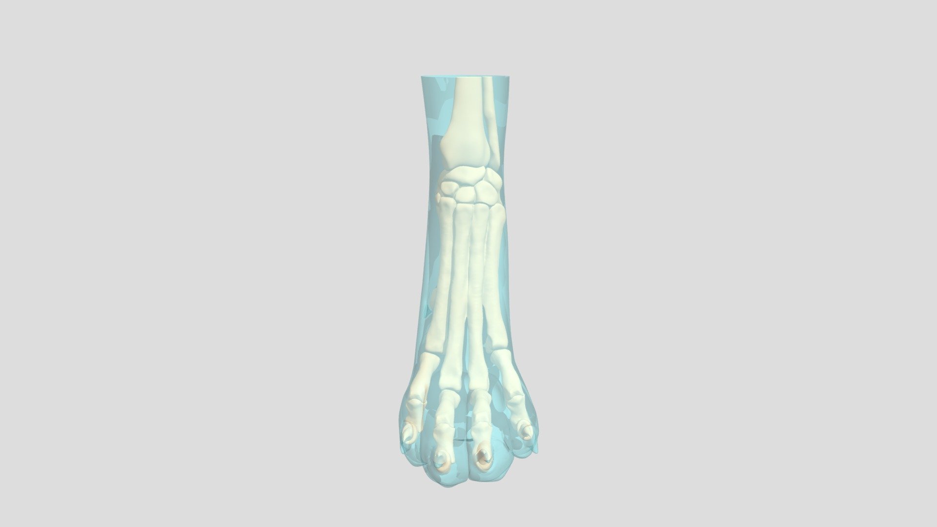 Canine Anatomy - Manus - 3D model by AUmedart [9654ff0] - Sketchfab