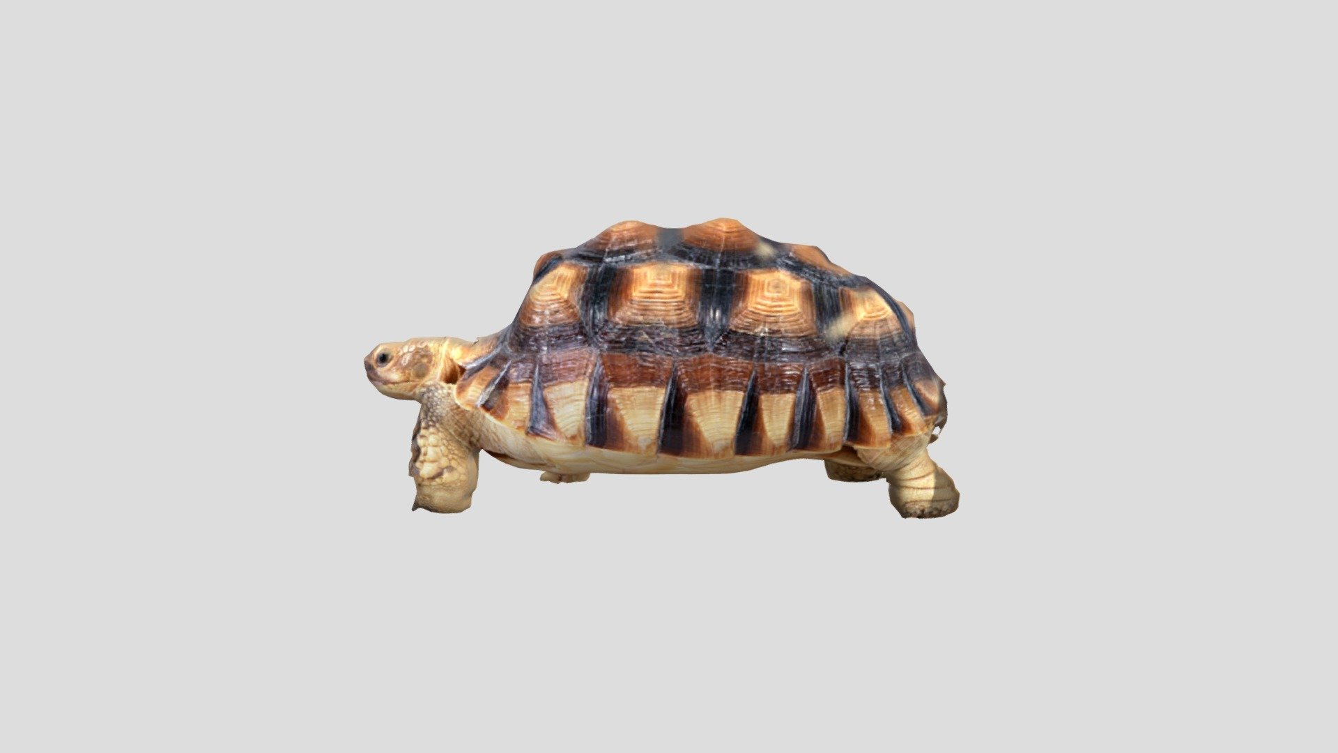 Kura-Kura Sulcata - 3D model by siti_aisyahn [965f3a5] - Sketchfab