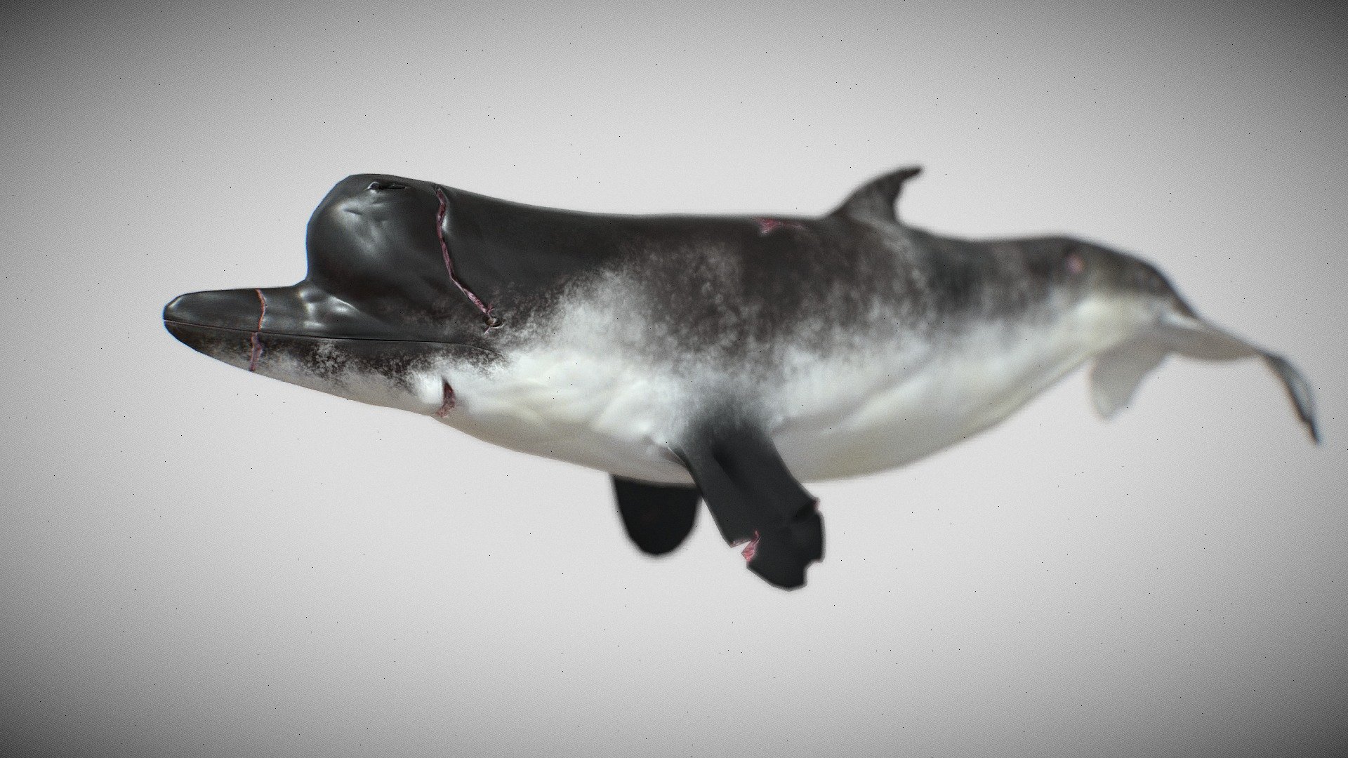 zygo - 3D model by Major (@majorgalah) [9662387] - Sketchfab