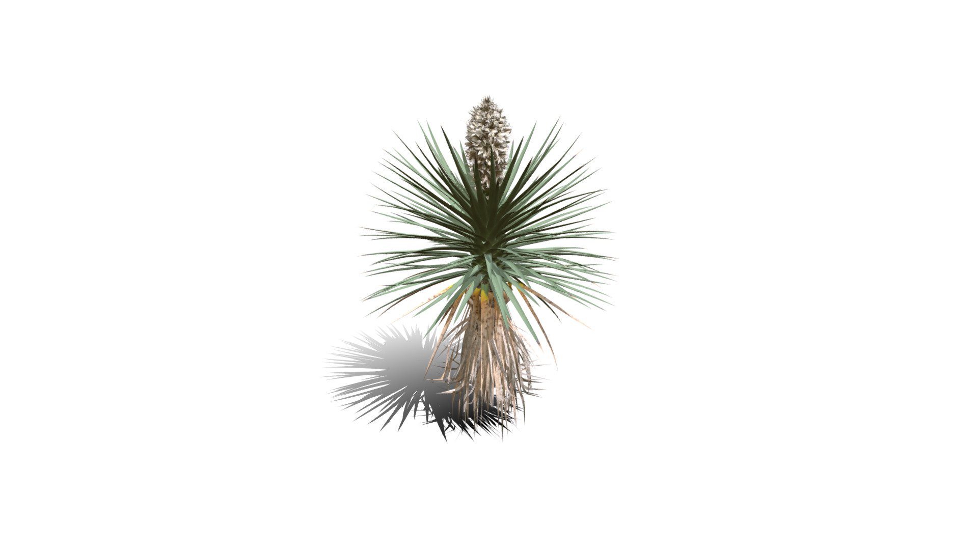 Realistic HD Joshua tree (1/30) - Buy Royalty Free 3D model by ...