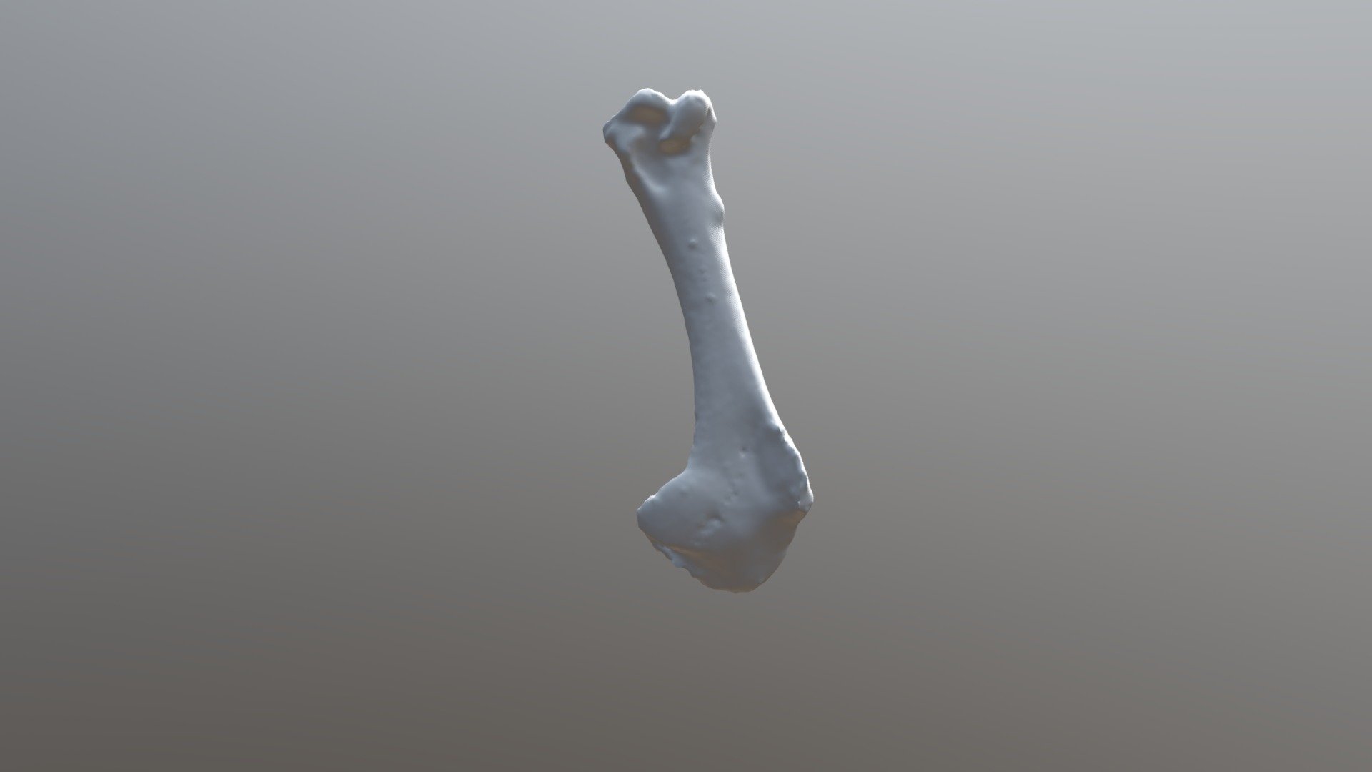 Passenger Pigeon Right Humerus (VCU_3D_779) - Download Free 3D model by ...