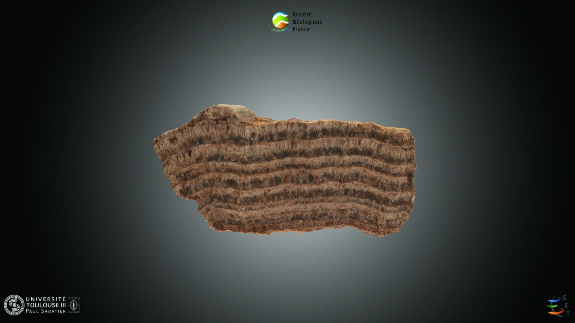 Roche -Structure stromatolithique calcaire/gypse - Download Free 3D ...
