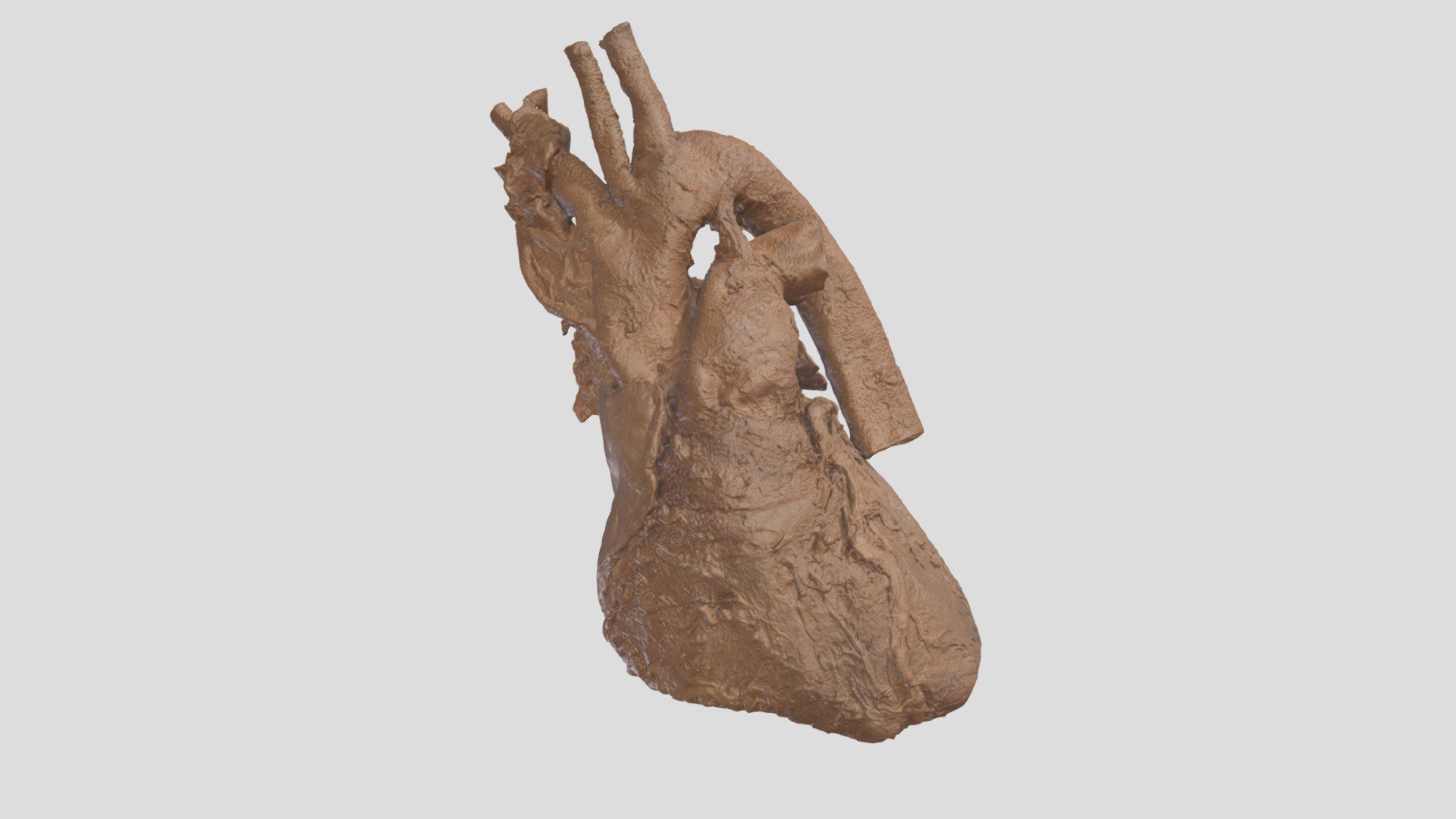 Whole Heart with Great Vessels - Download Free 3D model by CU Modern Human Anatomy Program ...