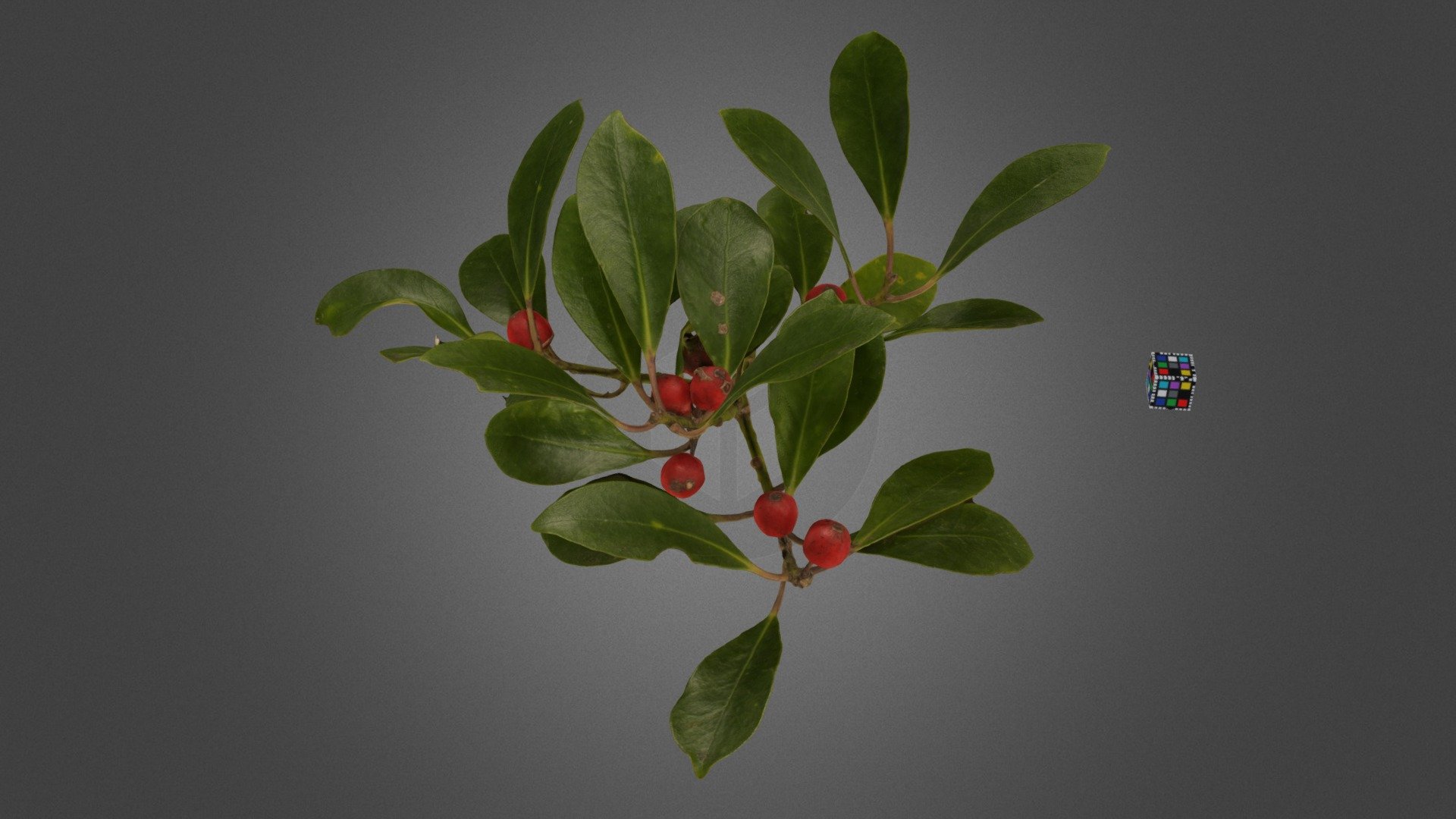CC0 モチノキ Mochi Tree, Ilex integra - Download Free 3D model by ffish ...