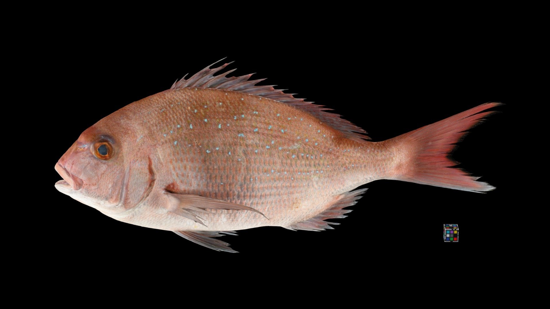 CC0 マダイ 🐟 Red Seabream, Pagrus major - Download Free 3D model by ffish ...