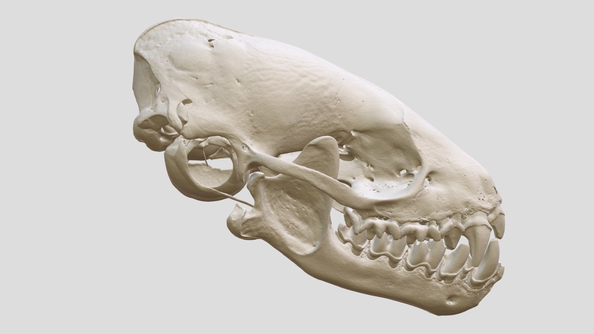 Antrozous pallidus (MSB:Mamm:17245) - 3D model by Biodiversity [9673ca5 ...