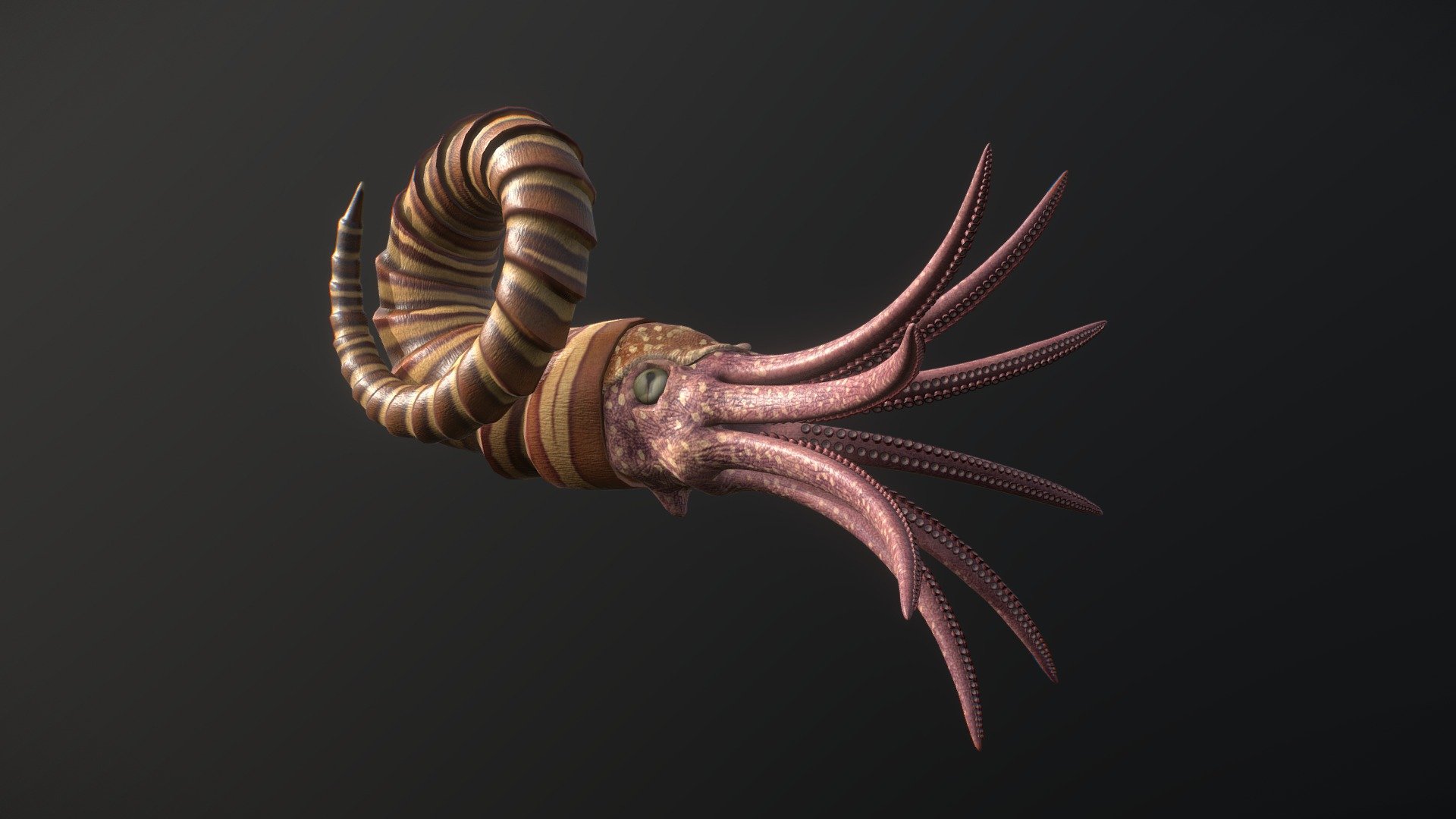 Nautiloid - Download Free 3D model by radiator [967c83f] - Sketchfab