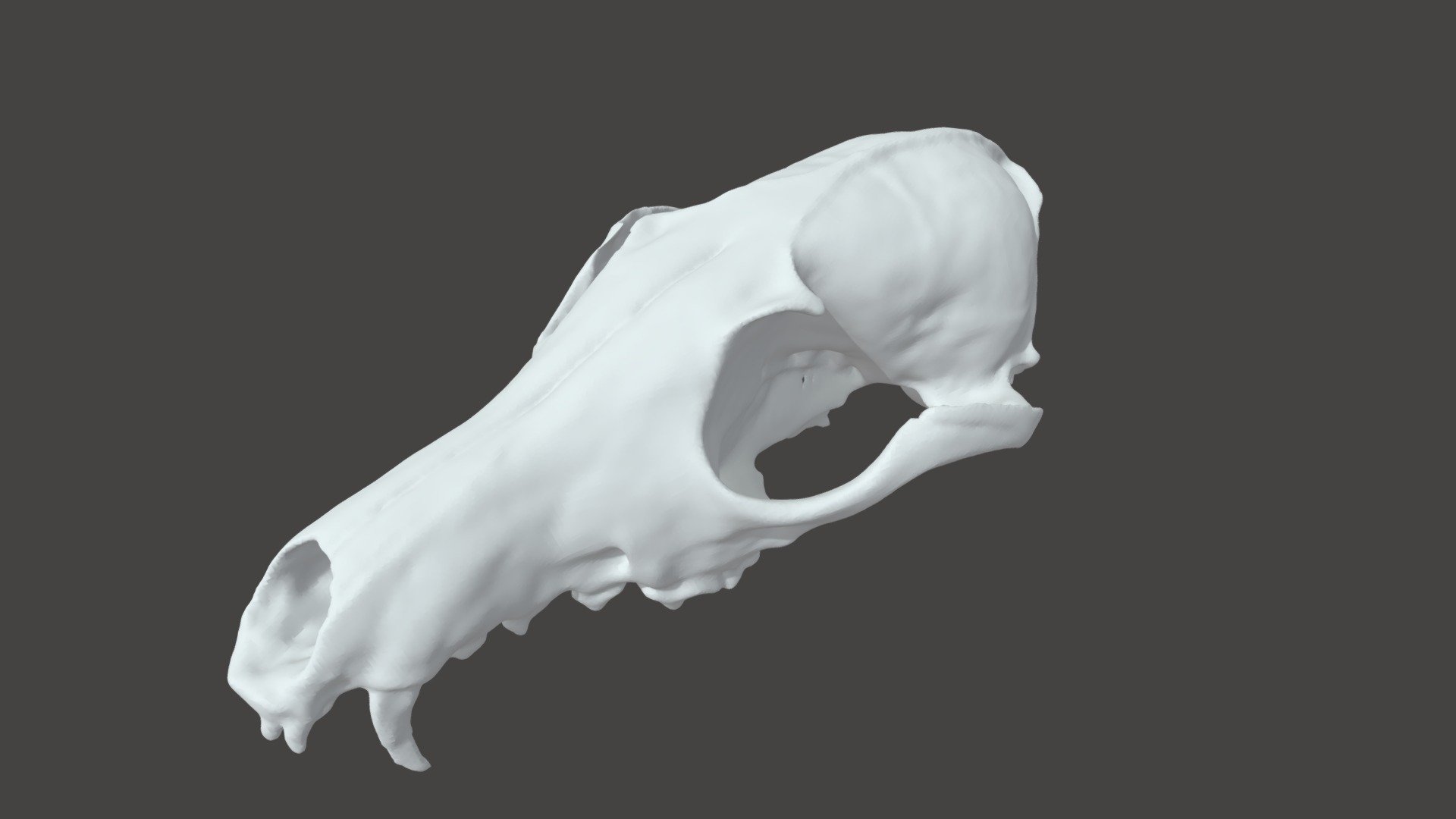 cráneo zorro - 3D model by SergioMontoya [9687a50] - Sketchfab